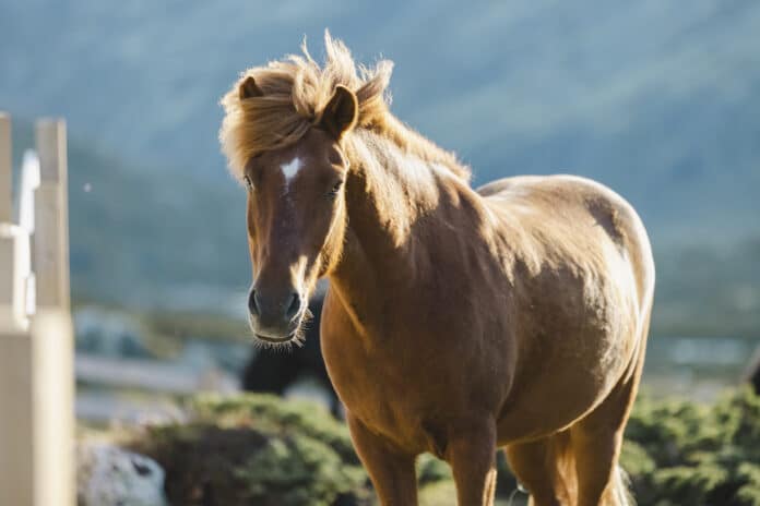 Luksuriøst fjelleventyr i magiske omgivelser